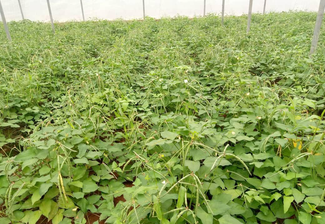 Burkina Faso : Bt cowpea to be popularised soon after more than a ...