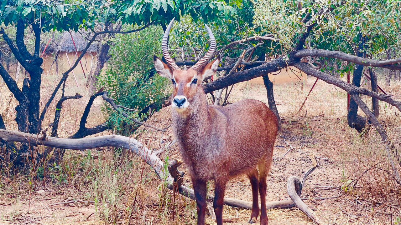 La ferme de Wedbila : un joyau pour le tourisme interne au Burkina Faso ...